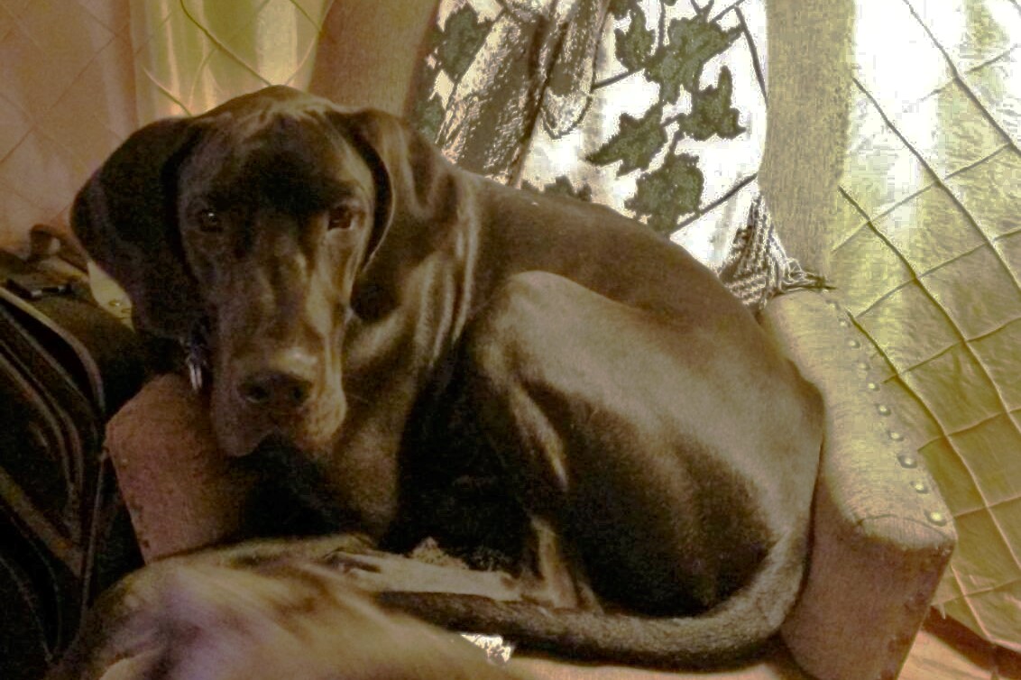 How We Trained Our Dogs to Not Wake Us Up Early for Their Breakfast ...